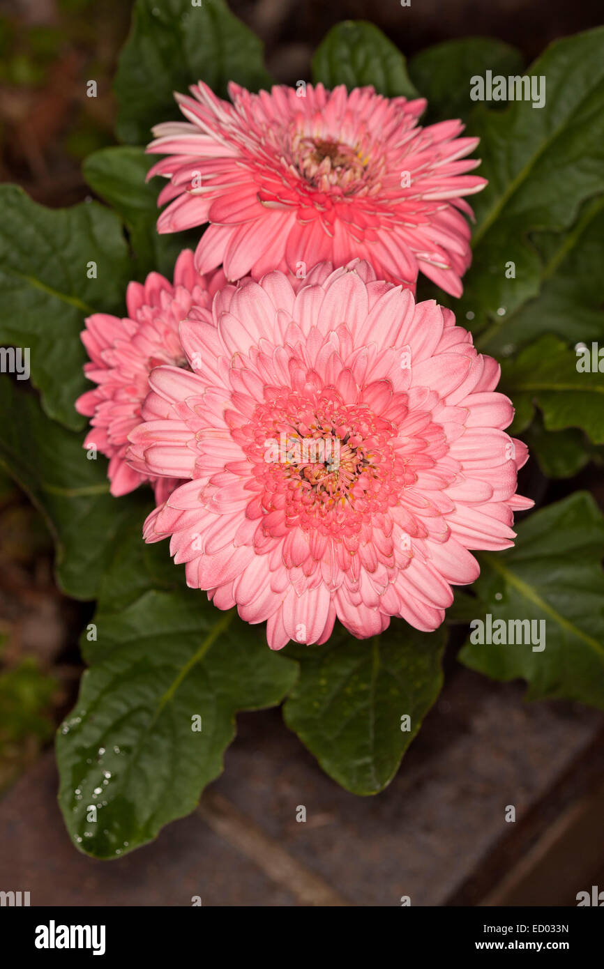 Double gerbera hi-res stock photography and images - Alamy