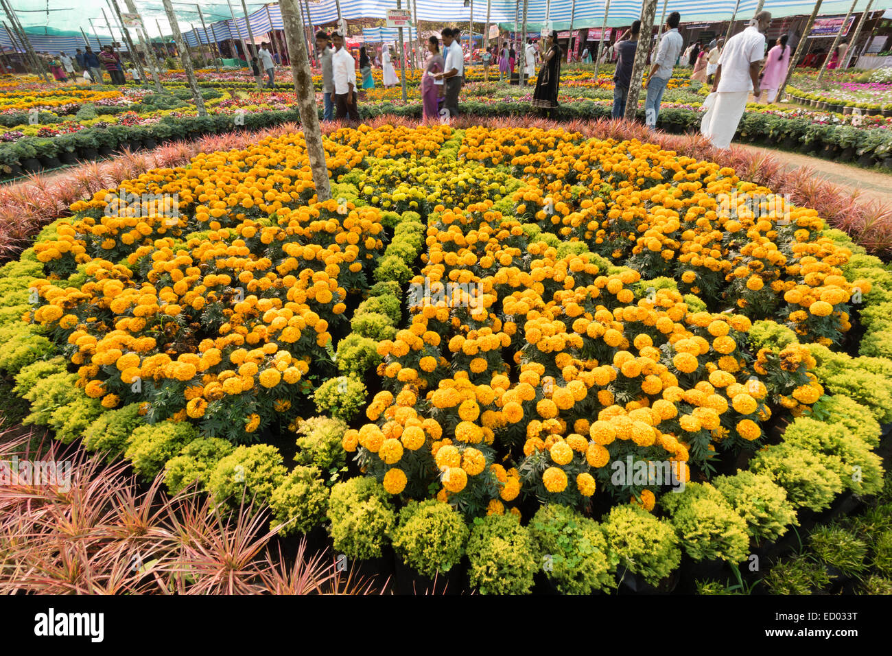 Kerala, India - Thekkady spring flower festival, with funfair and ...