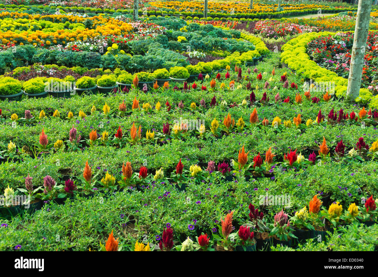 Kerala, India - Thekkady spring flower festival, with funfair and ...
