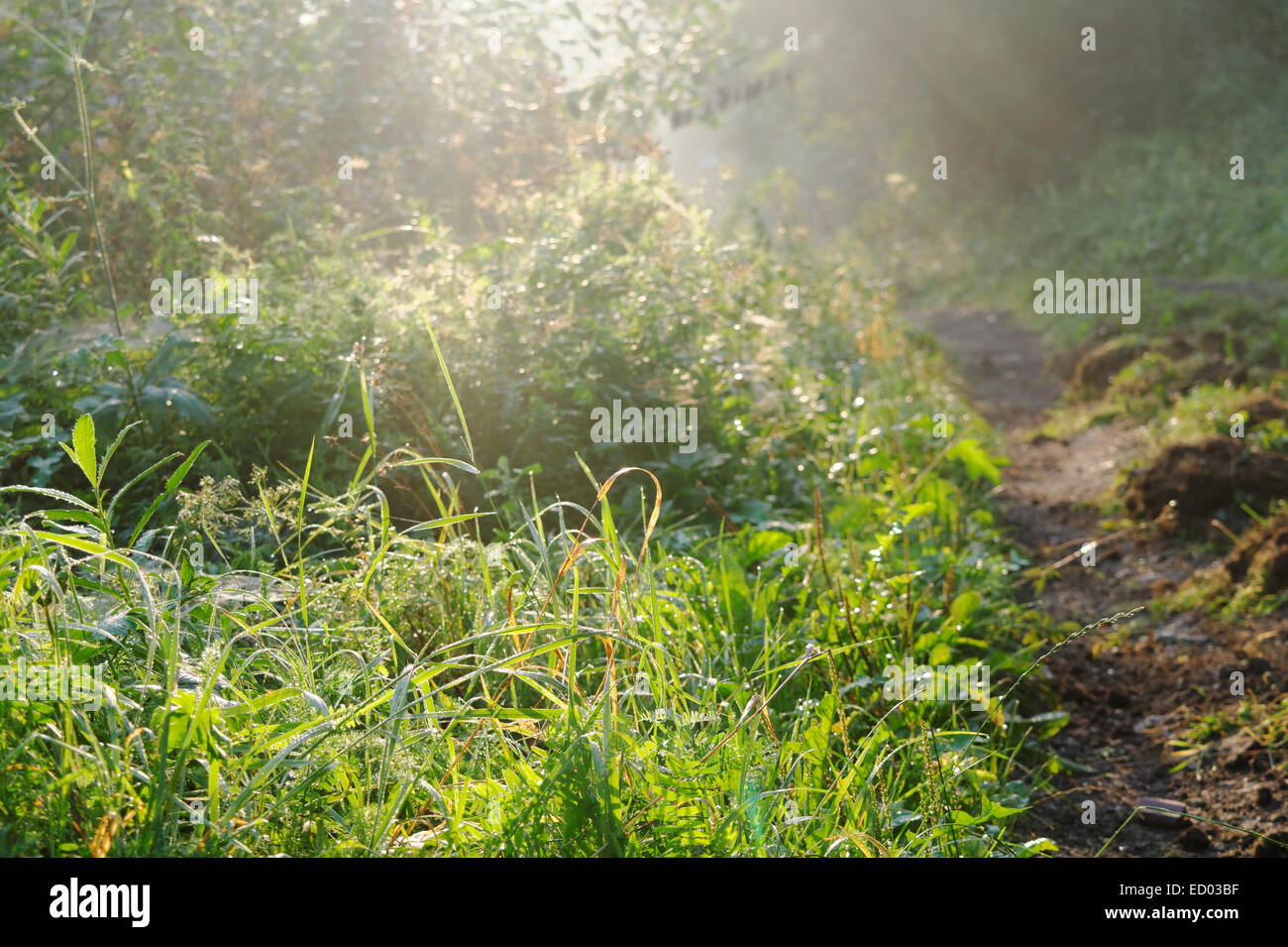 path into the mist Stock Photo - Alamy