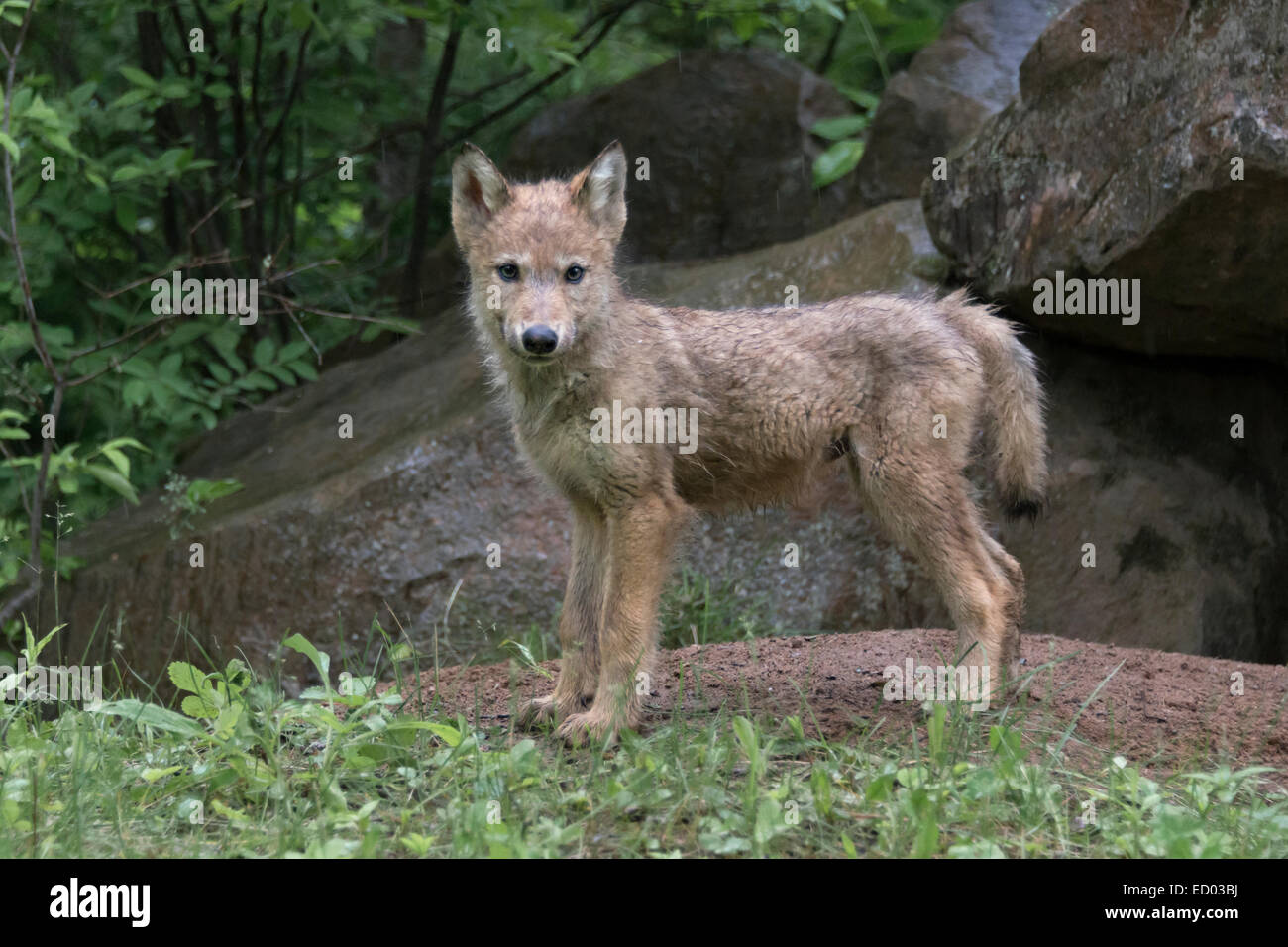 Bedraggled gray wolf pup, near Sandstone, Minnesota, USA Stock Photo ...