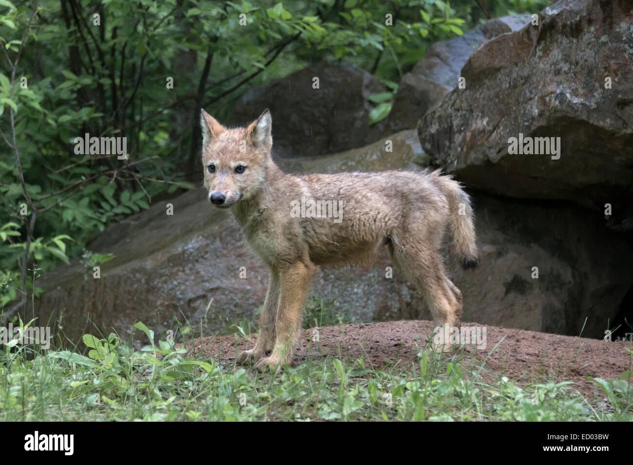 Wet gray wolf pup, near Sandstone, Minnesota, USA Stock Photo - Alamy
