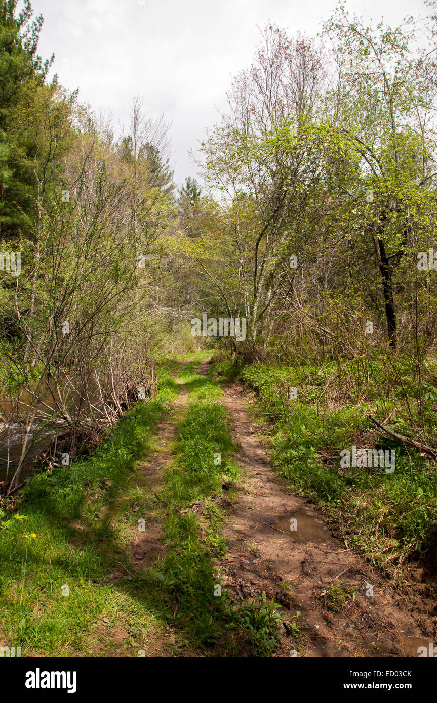 Muddy road trees in woods hi-res stock photography and images - Alamy
