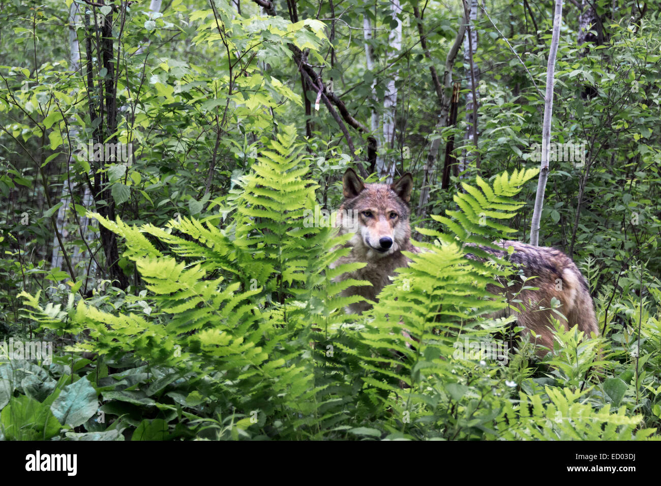 Wolf hidden in the woods hi-res stock photography and images - Alamy