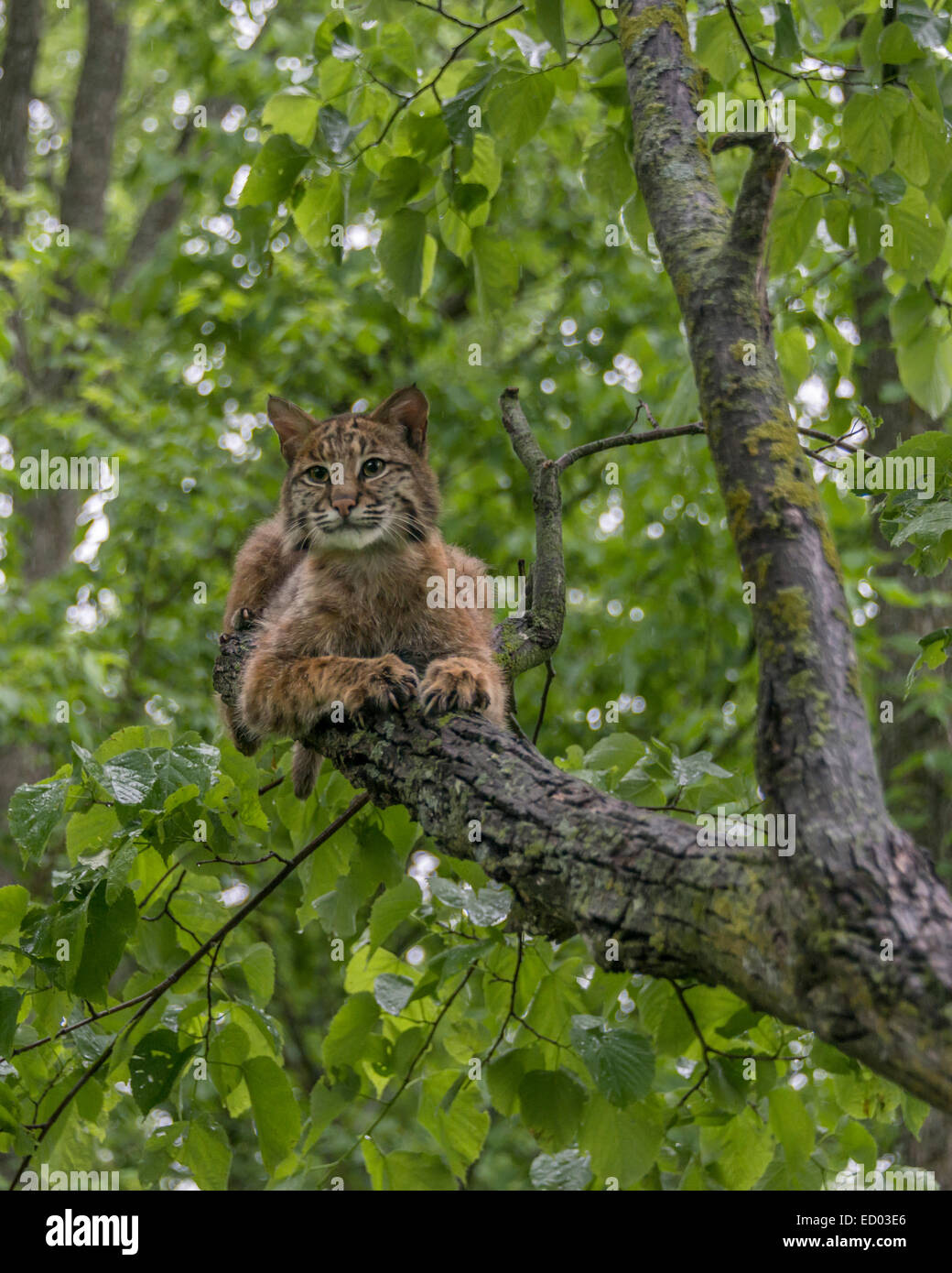 Bobcat forest usa hi-res stock photography and images - Alamy