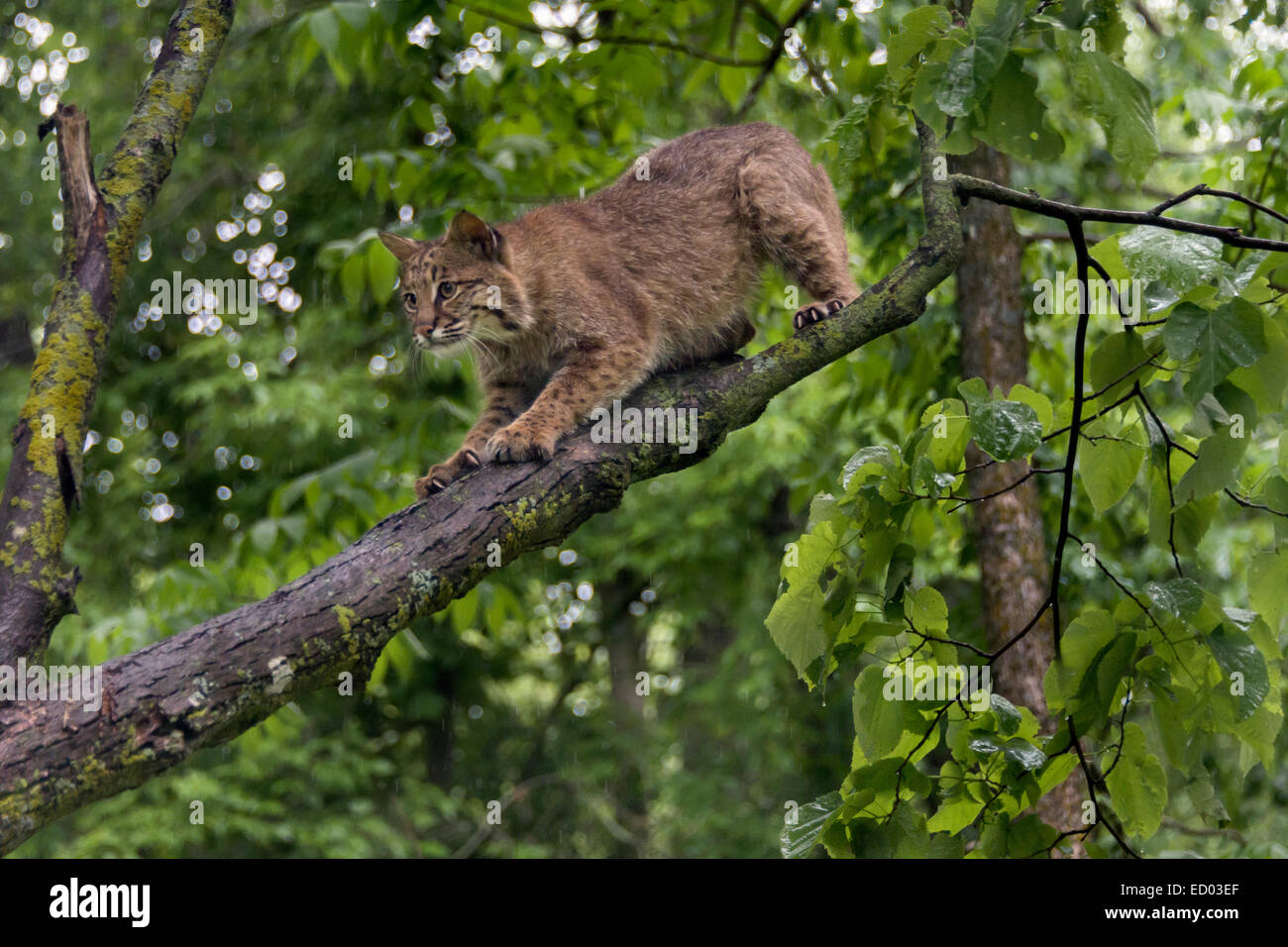 Bobcat on a tree branch in the rain, near Sandstone, Minnesota, USA ...