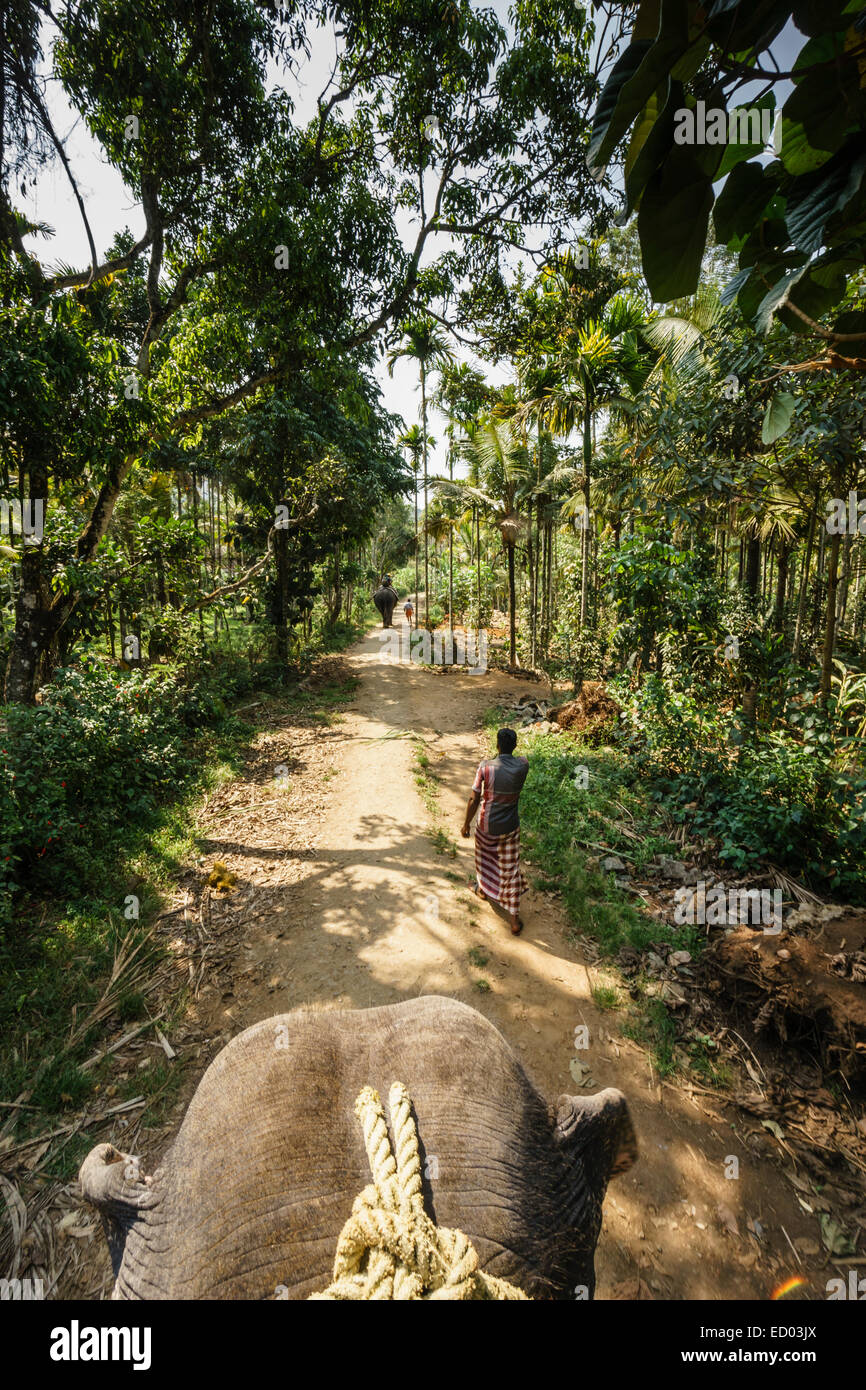 Elephant safari kerala hi-res stock photography and images - Alamy