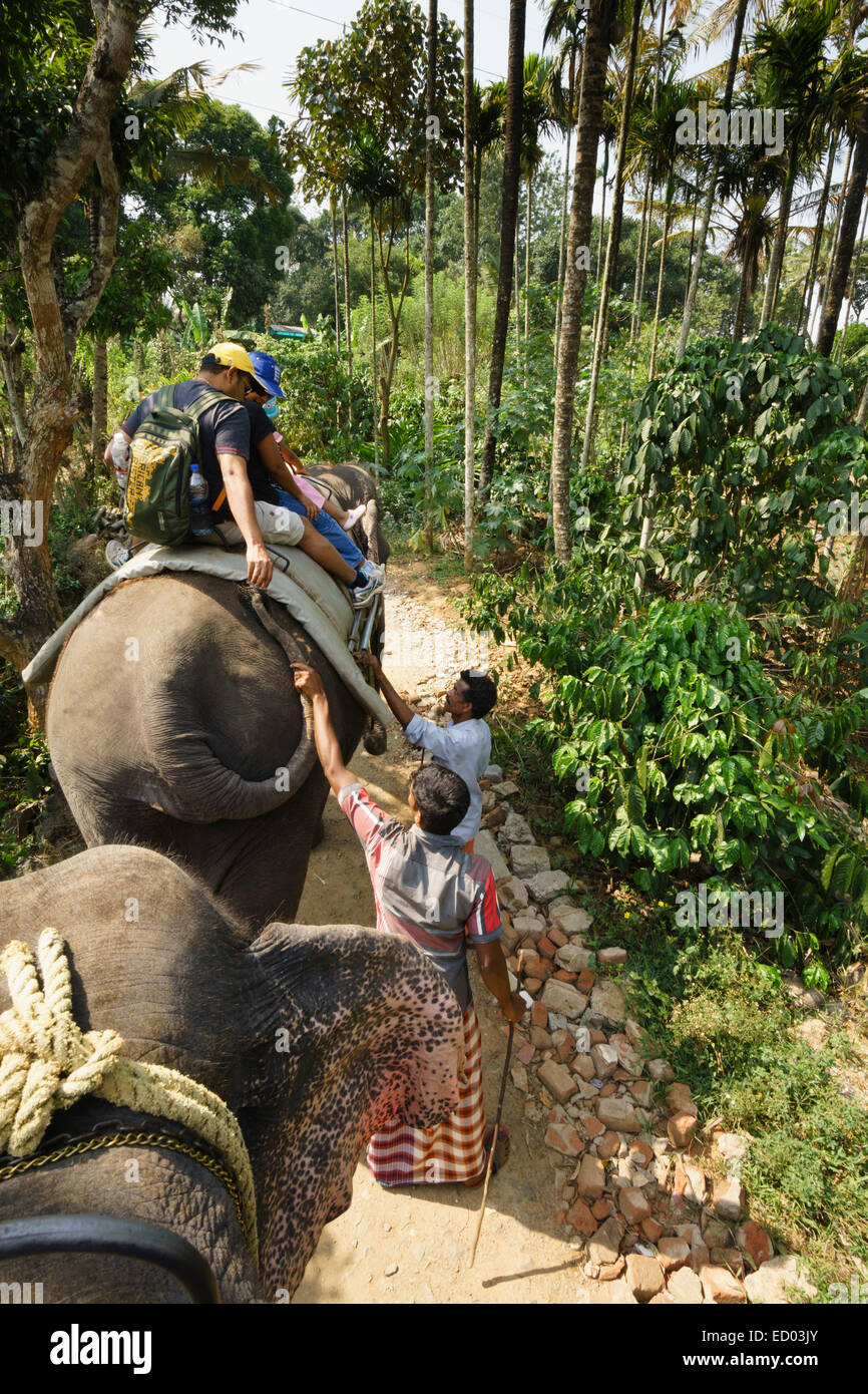 Kerala, India - Thekkady Elephant ride through plantation Stock Photo ...
