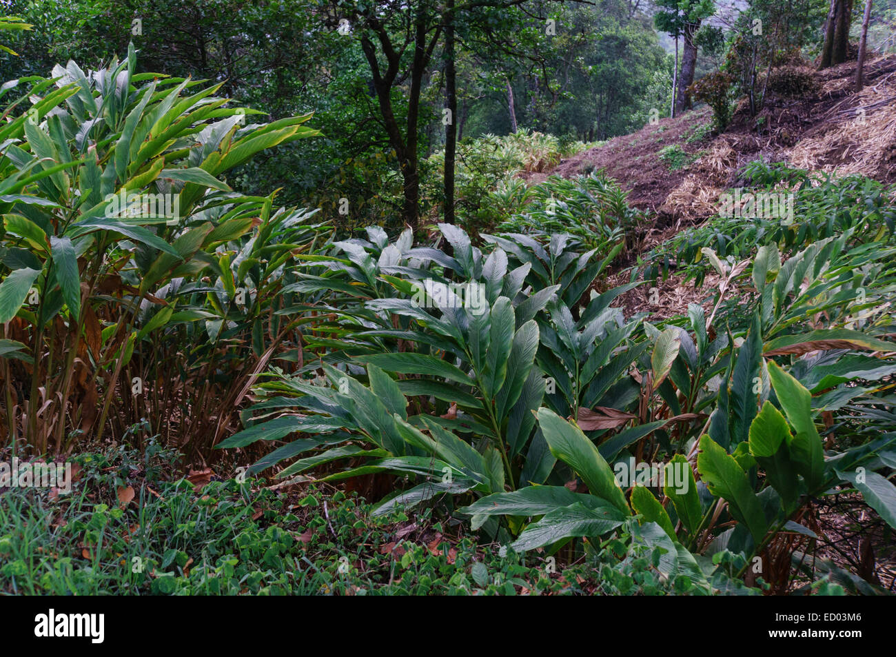 Kerala, India - Munnar Hills forest lodges for tourism. Cardamom plants ...