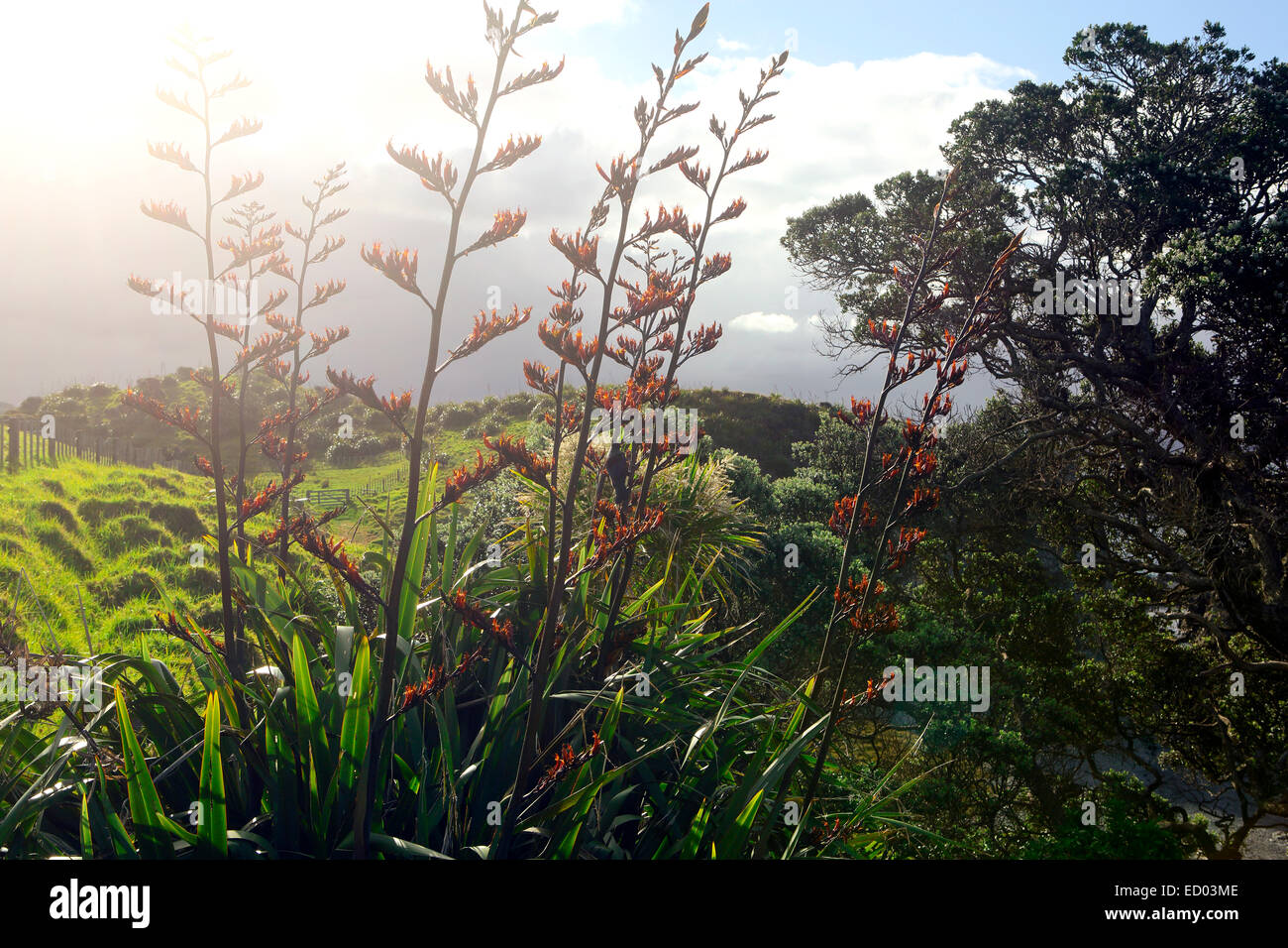 Flowering New Zealand flax Stock Photo - Alamy