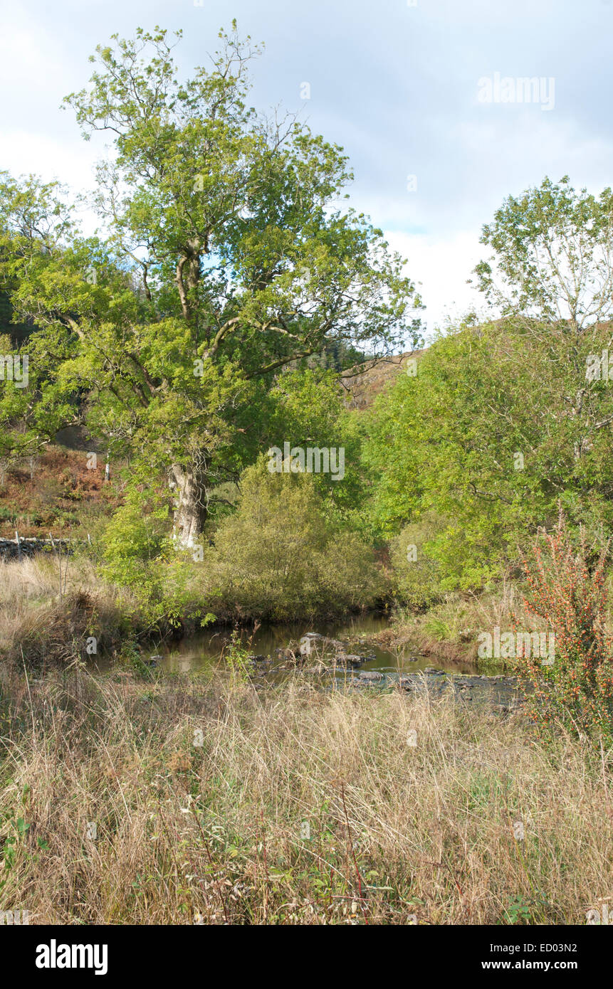 Galloway Forest Park, Scotland Stock Photo - Alamy