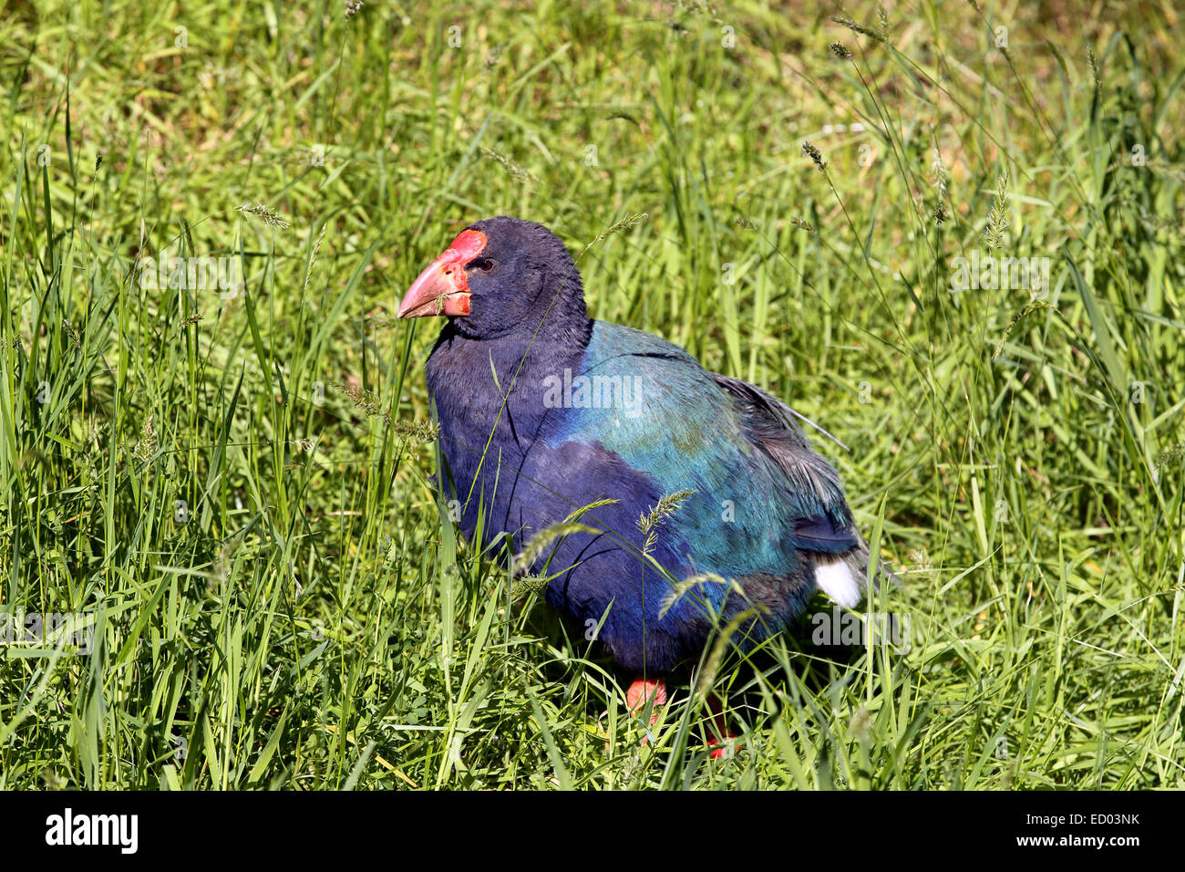 Takahe flightless bird indigenous to New Zealand Stock Photo - Alamy