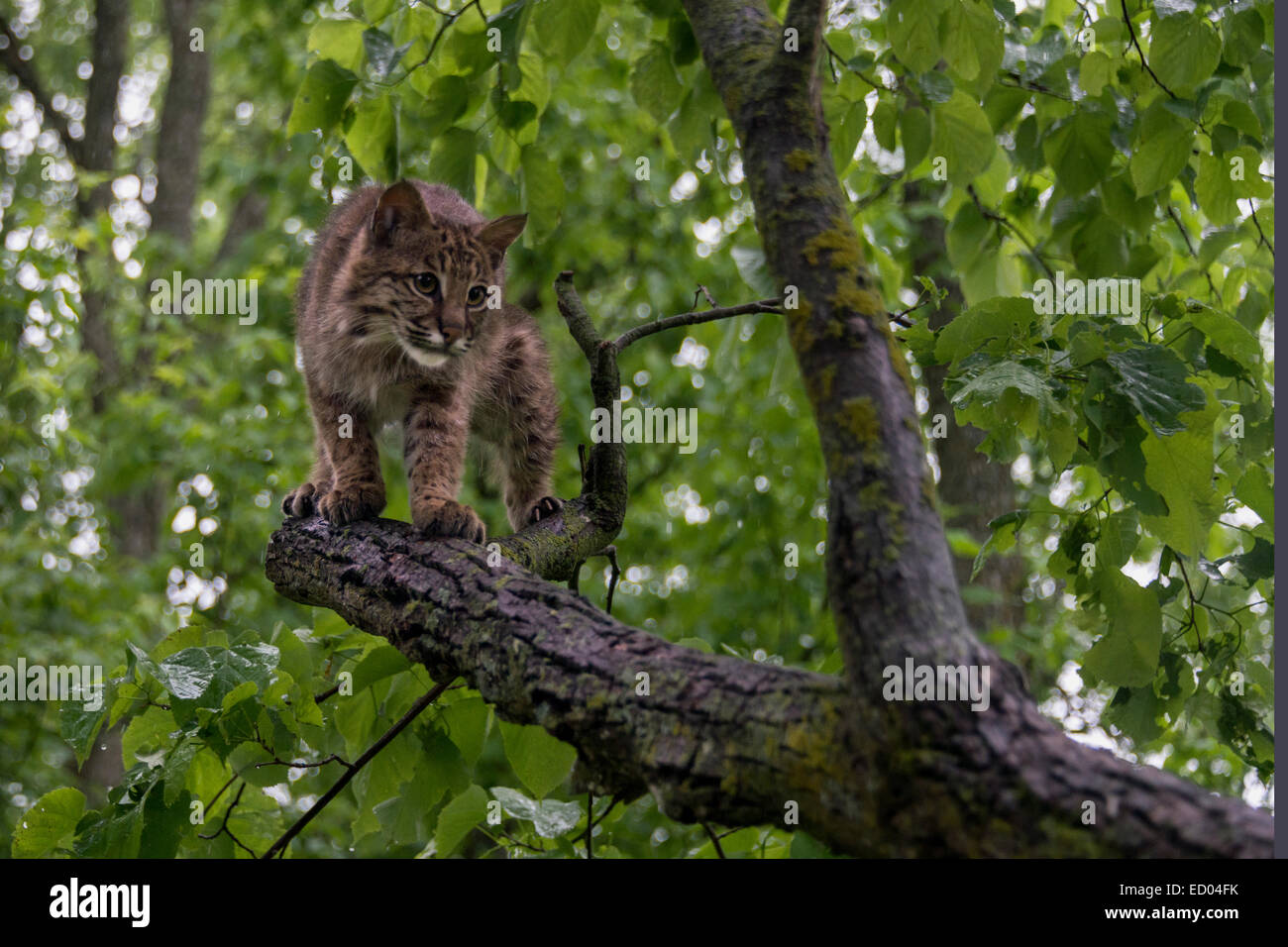 Adult Bobcat Up A Tree High Resolution Stock Photography and Images - Alamy