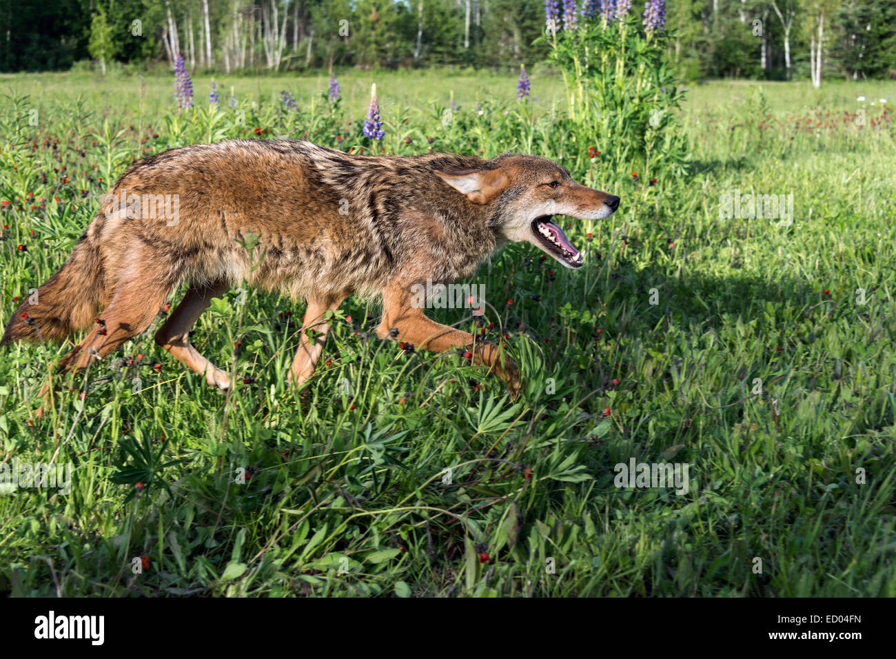 Coyote running hi-res stock photography and images - Alamy