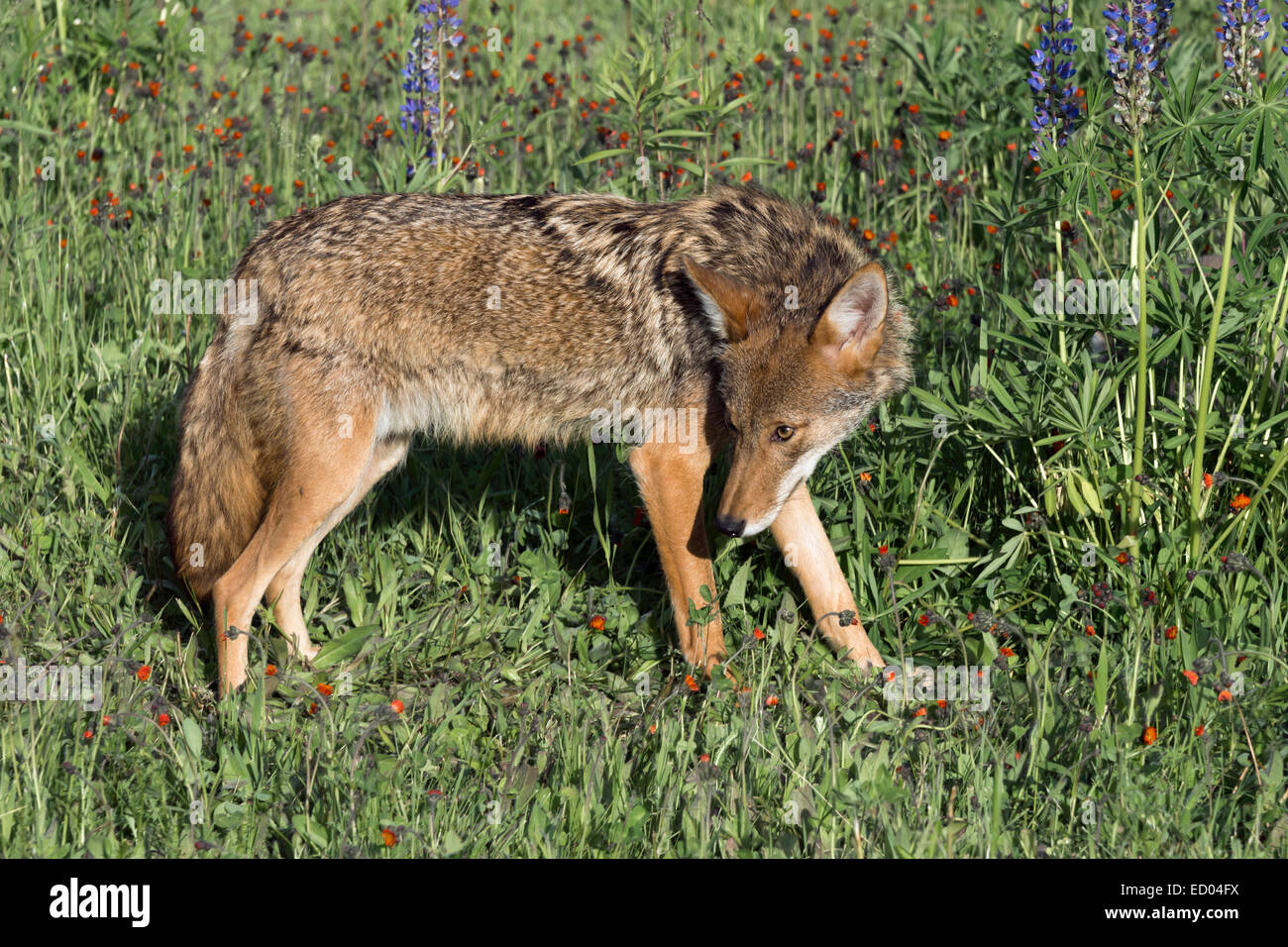 Minnesota coyote hi-res stock photography and images - Alamy
