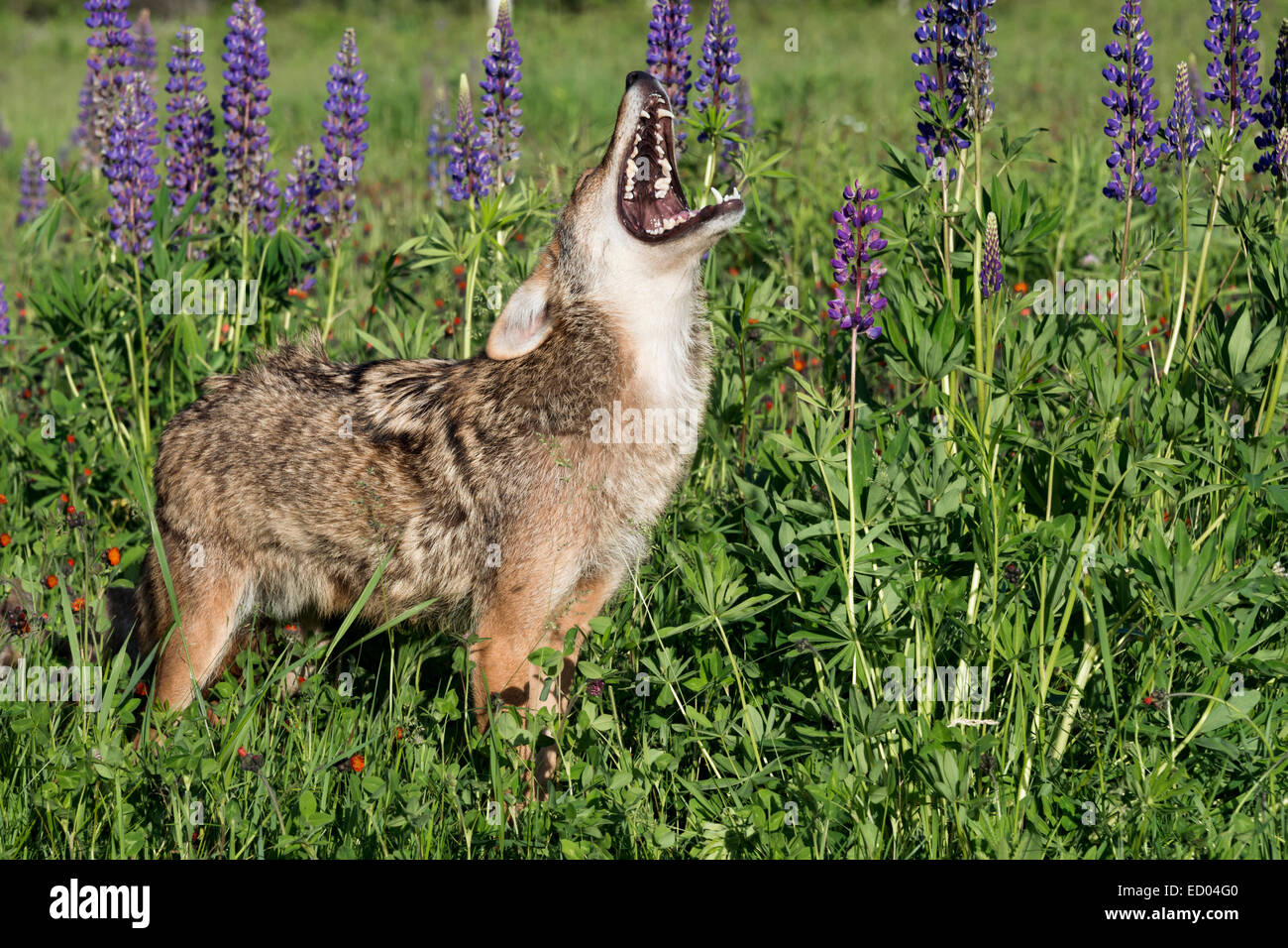 Coyote with a beautiful set of teeth, near Sandstone, Minnesota, USA ...