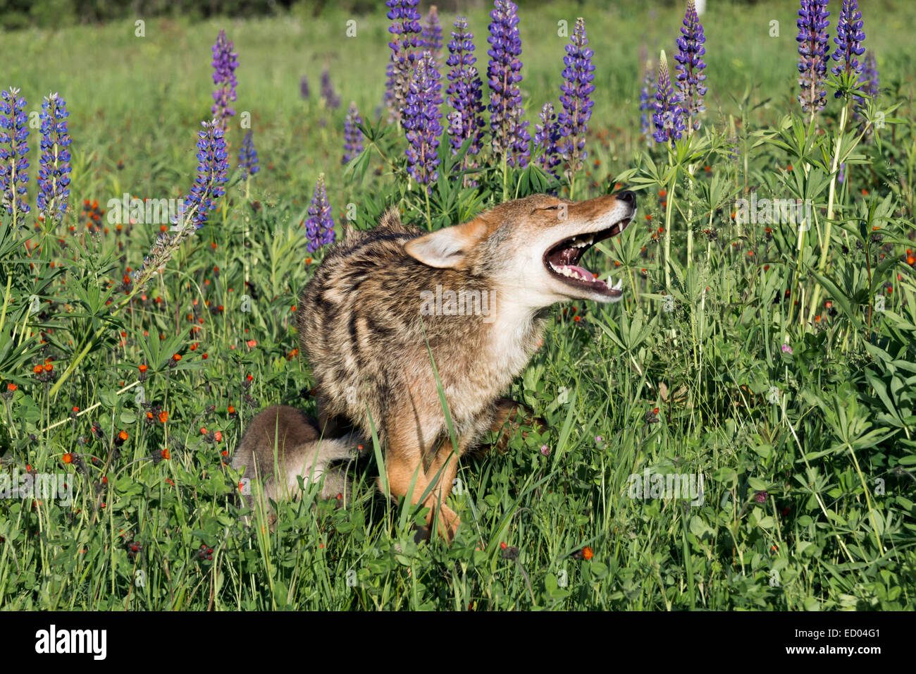Coyote and pup, play howl Stock Photo - Alamy