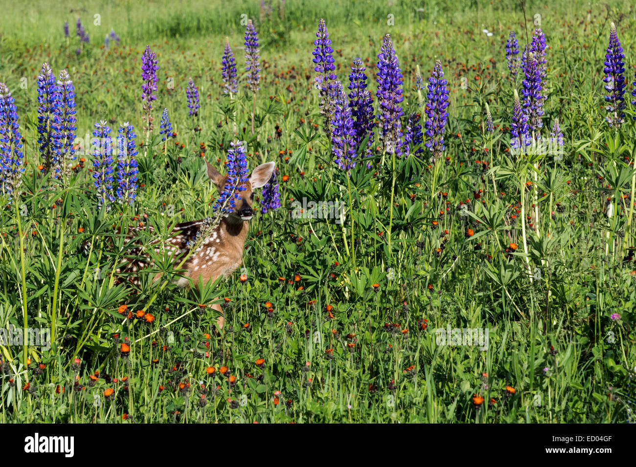 Wildflower meadow with fawn, near Sandstone, Minnesota, USA Stock Photo ...
