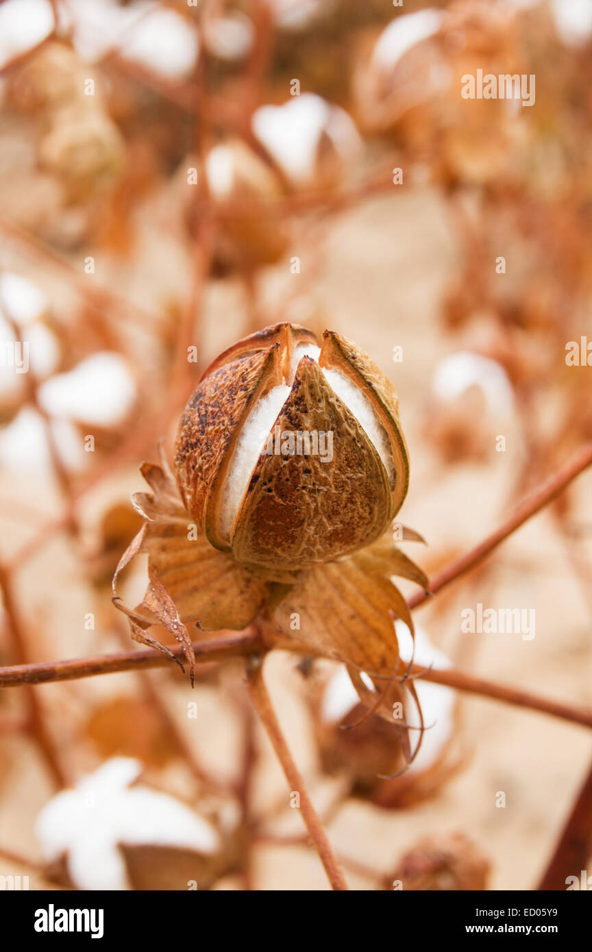 Boll hi-res stock photography and images - Alamy