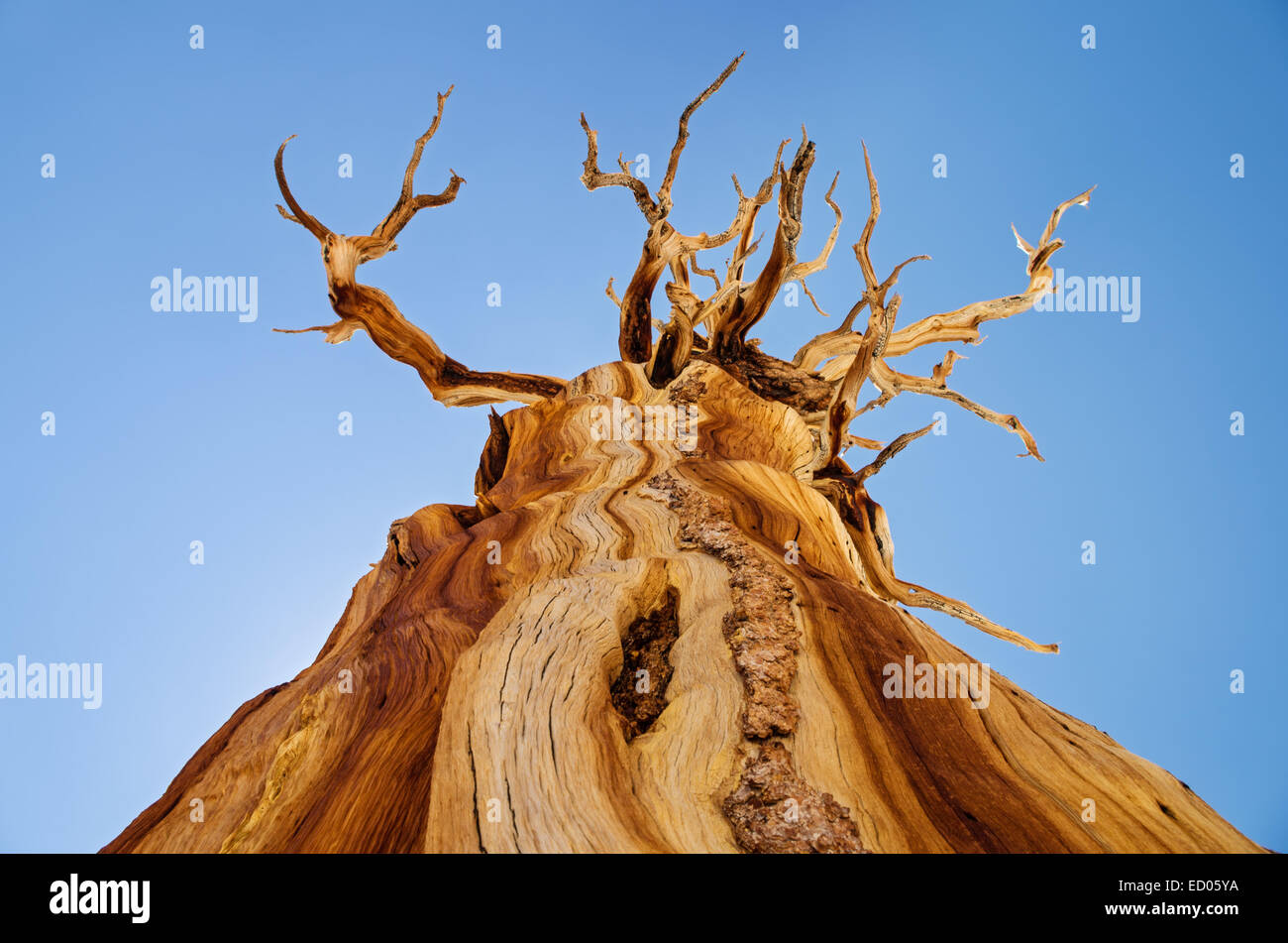 view up at a dead weathered pine tree with a few branches and blue sky ...