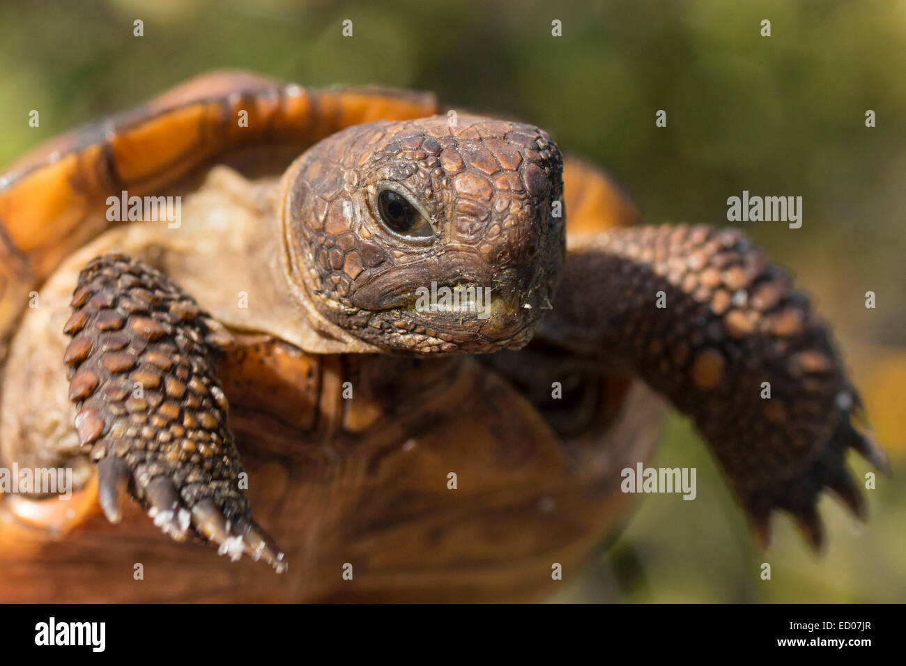 Close up view of a young gopher tortoise - Gopherus polyphemus Stock ...