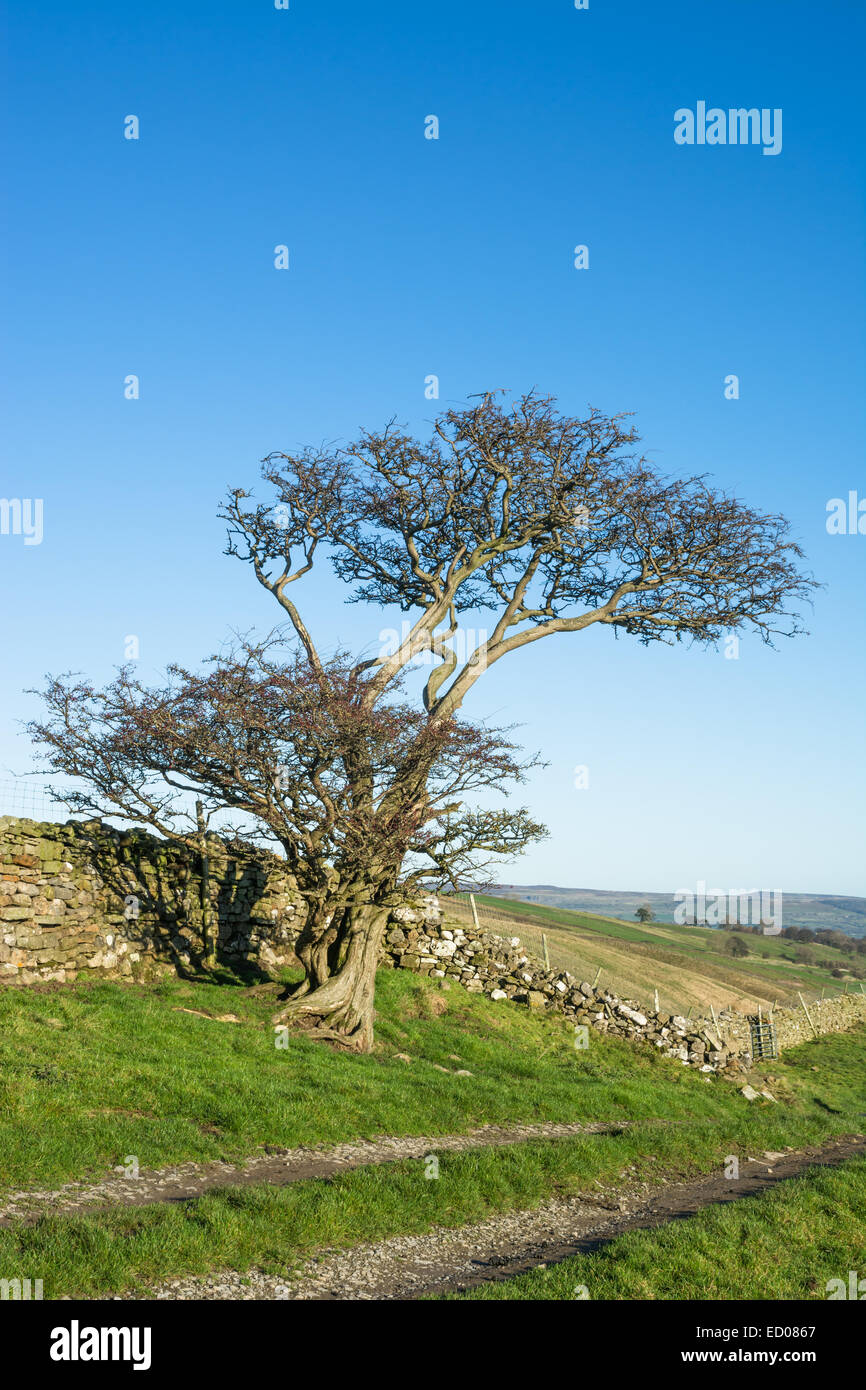 Hawthorn tree and track in Bishopdale in the Yorkshire Dales Stock ...