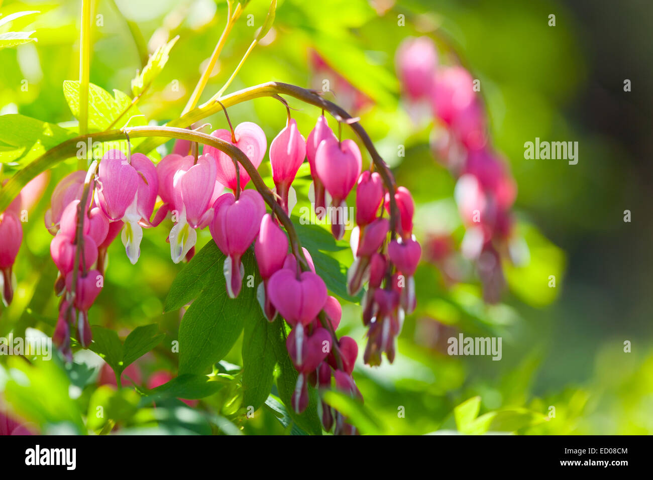 pink flowers of Dicentra shined with the bright spring sun Stock Photo ...