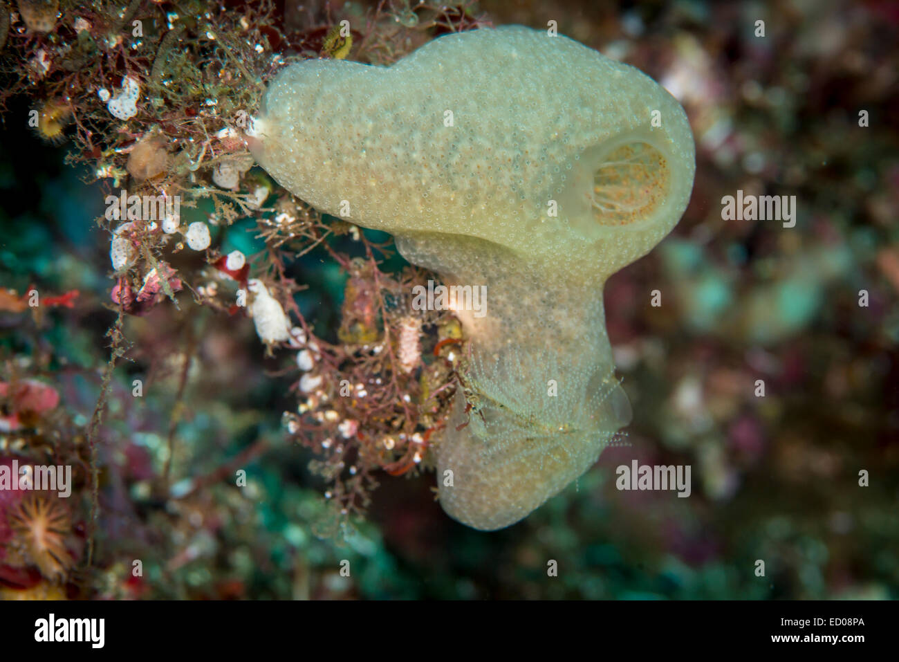 Ascidian hi-res stock photography and images - Alamy