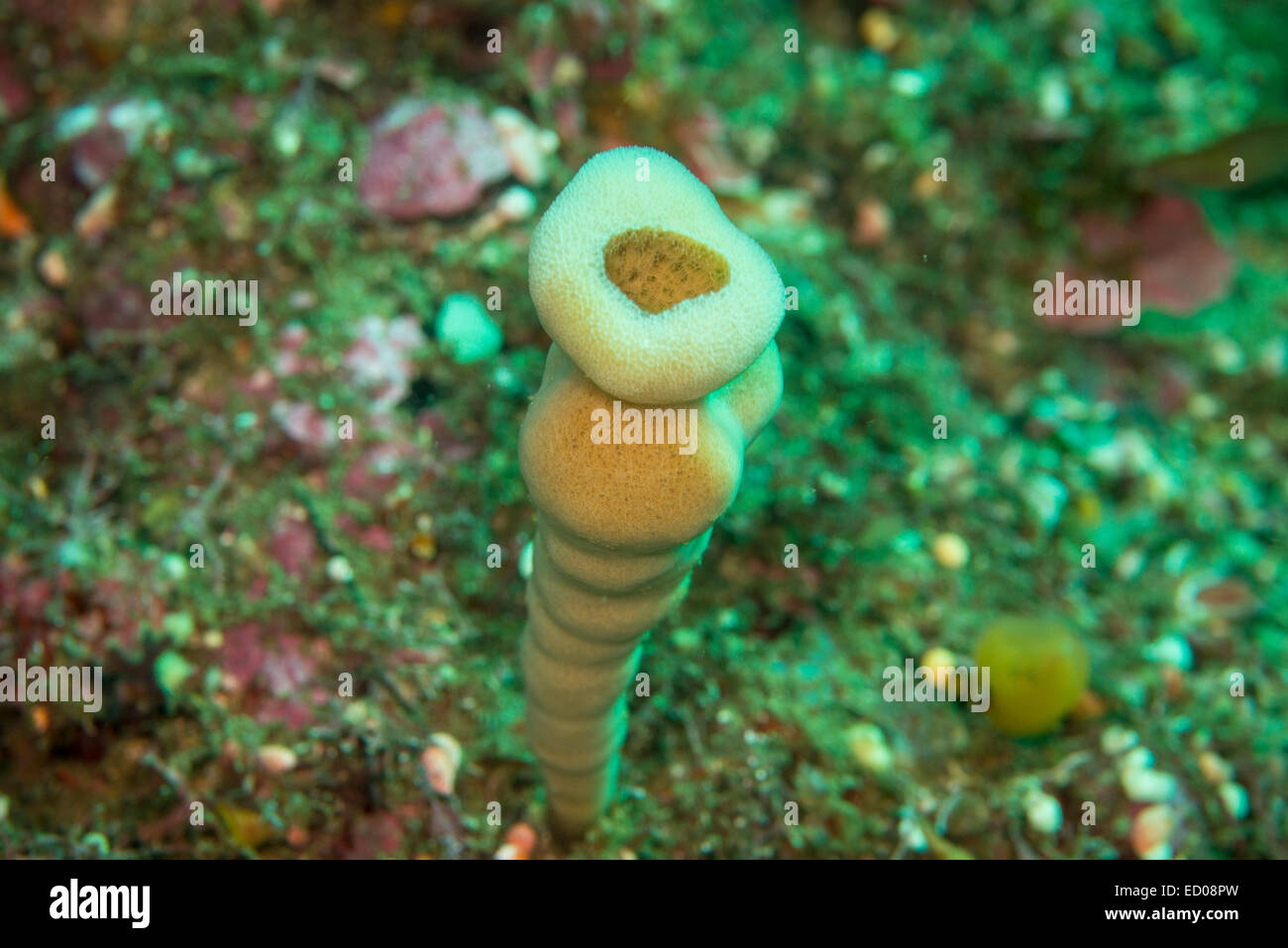 Sponge finger hi-res stock photography and images - Alamy