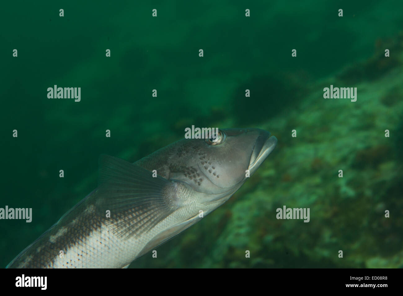 Blue cod,fiordland, New Zealand Stock Photo - Alamy