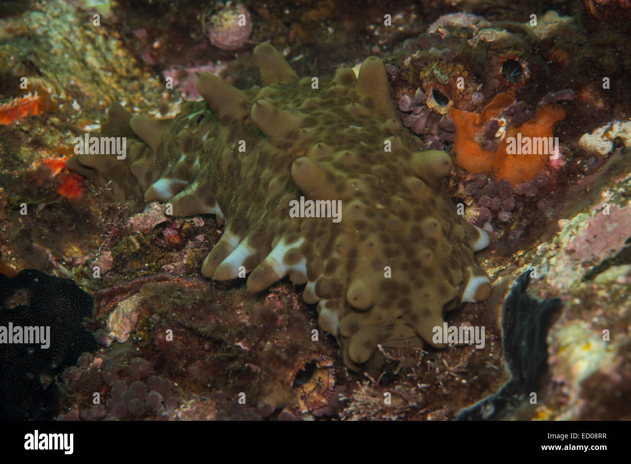 Sea slug, fiordland, New Zealand Stock Photo - Alamy