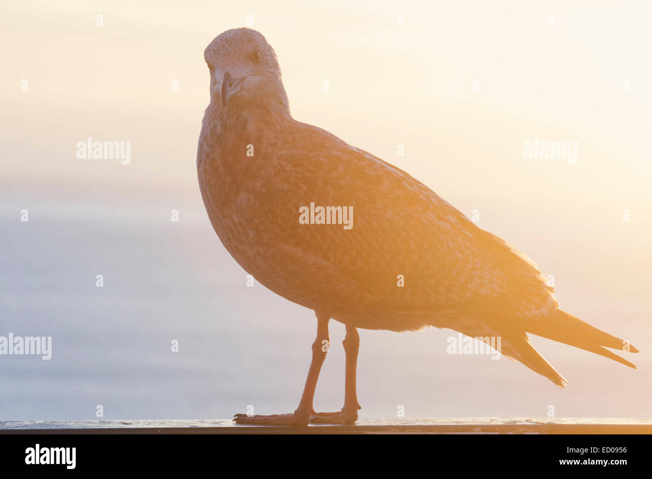 England, Yorkshire, Scarborough, Seagull Stock Photo - Alamy