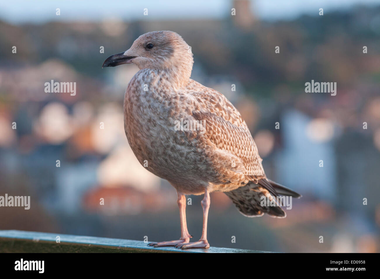 England, Yorkshire, Scarborough, Seagull Stock Photo - Alamy
