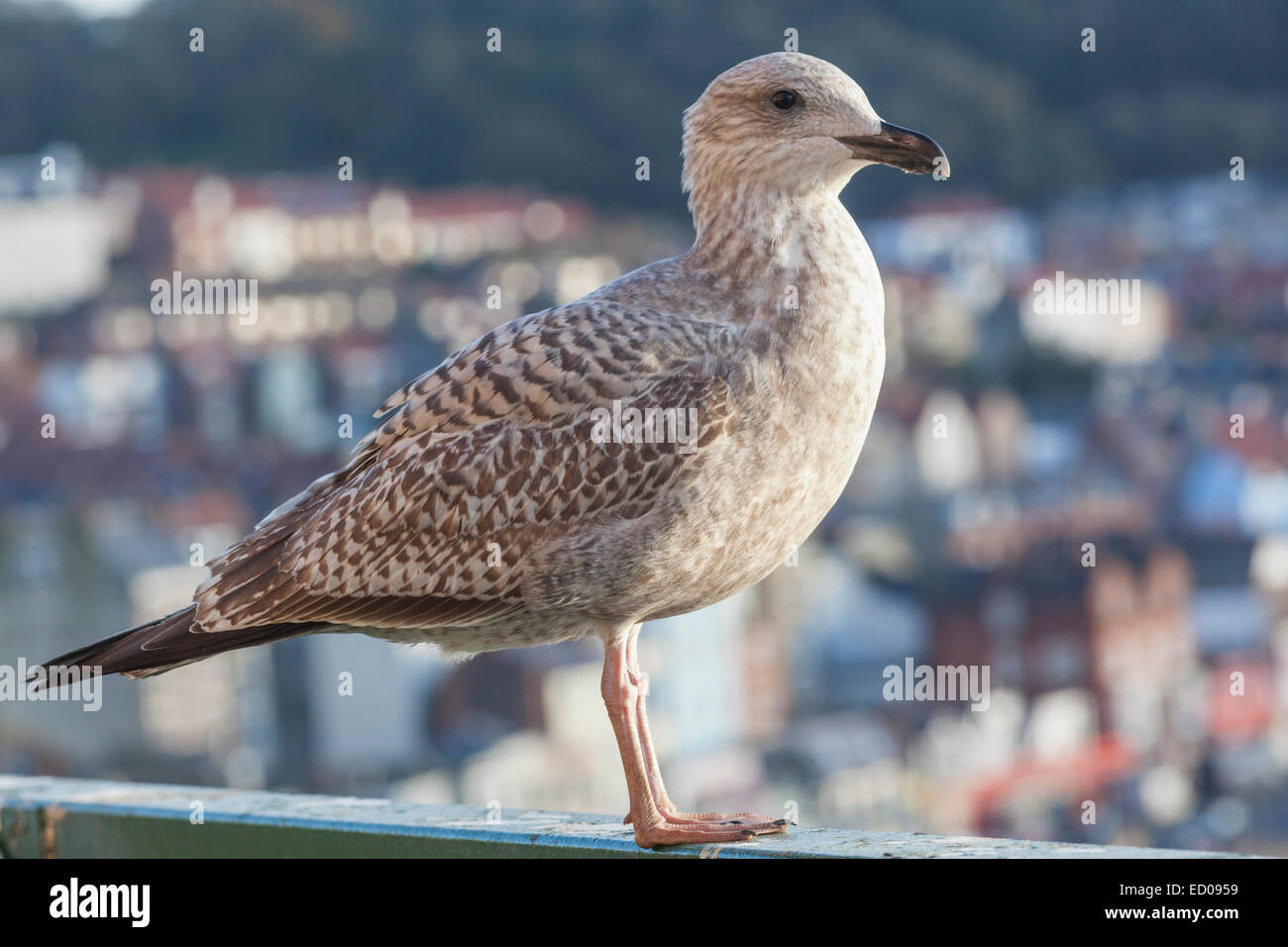 Scarborough birds hi-res stock photography and images - Alamy