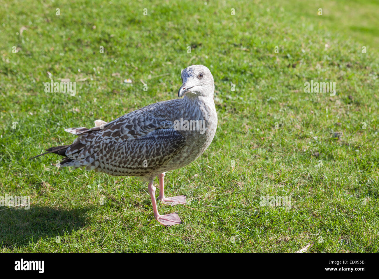 England, Yorkshire, Scarborough, Seagull Stock Photo - Alamy