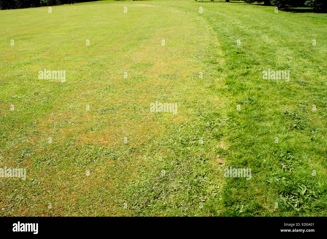 Sheffield Park and Garden, green Stock Photo - Alamy