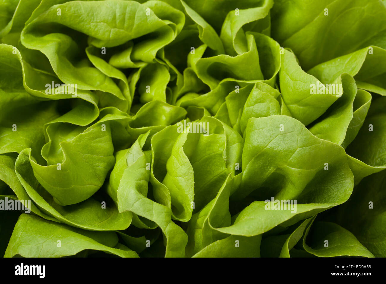 Pictire of fresh, raw, green lettuce closeup Stock Photo - Alamy