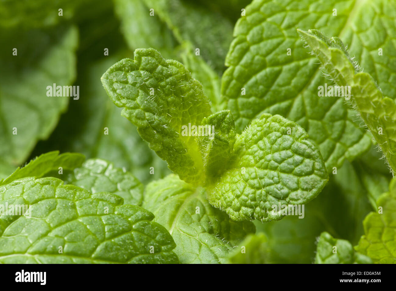 Picture of fresh green mint leafs isolated on white background Stock ...