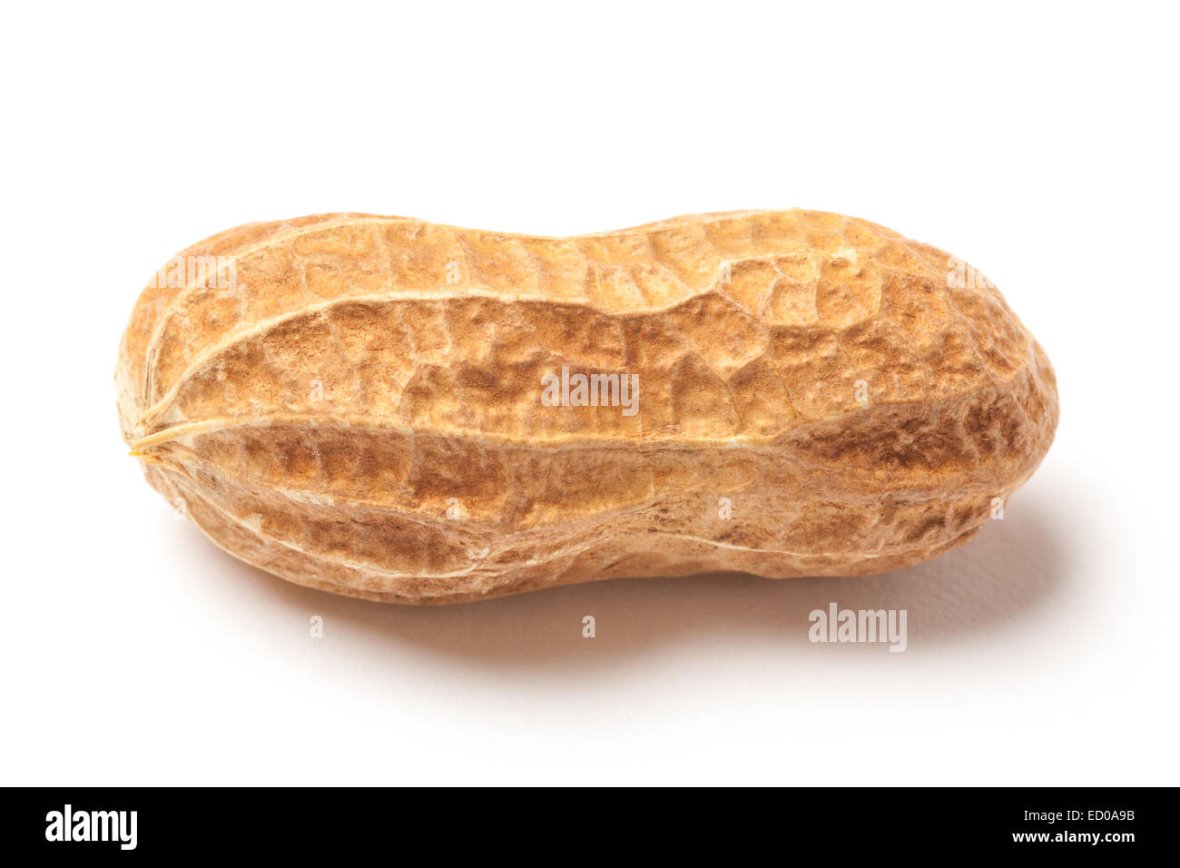 Single Groundnut Peanut PNG Transparent Image Download, Size: