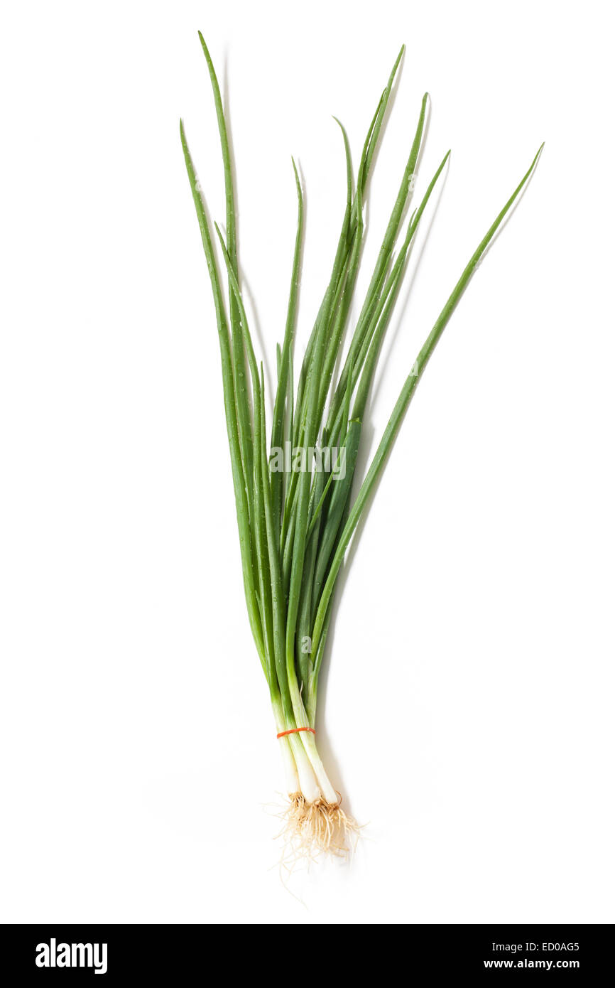 Bunch of fresh wet onion isolated on white background Stock Photo - Alamy