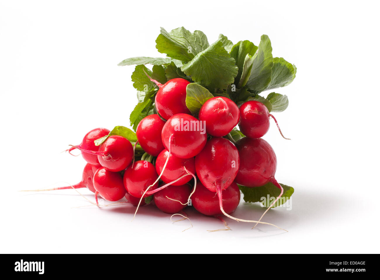 Bunch of fresh red radishes isolated on white background Stock Photo ...