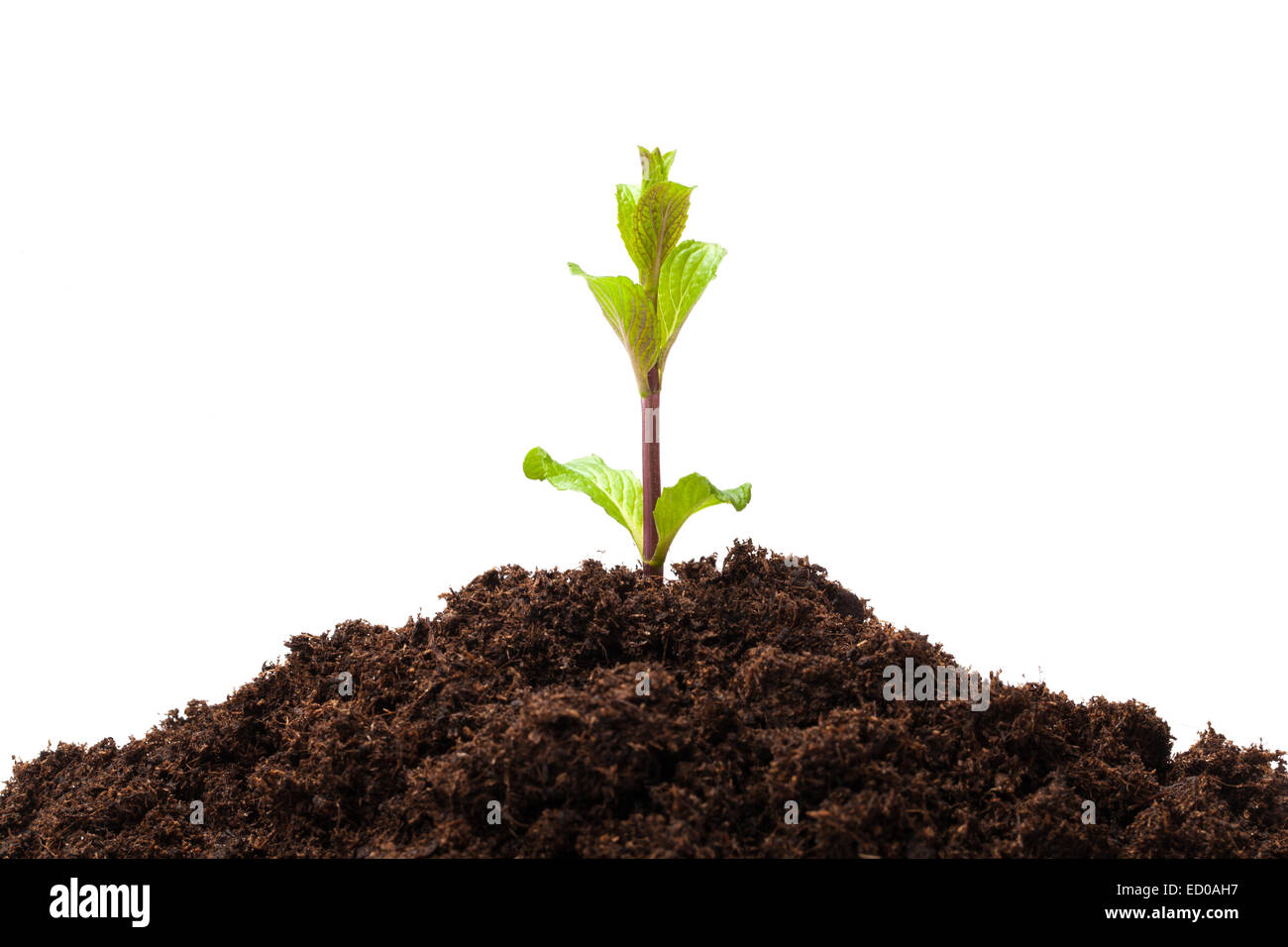 Young plant sprouts from the soil isolated on white Stock Photo - Alamy