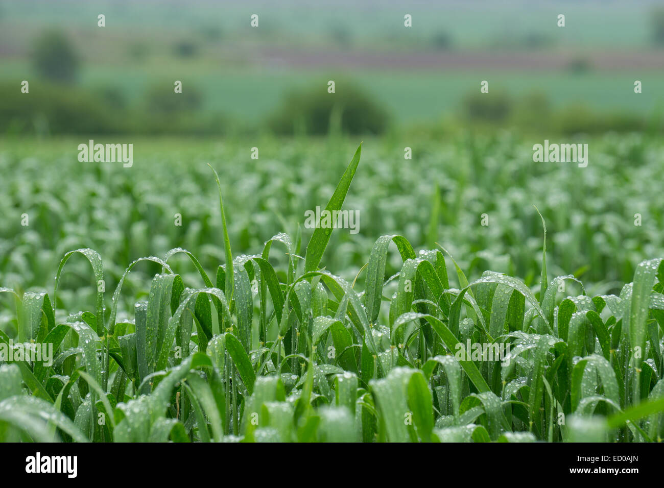 Photo of wheat field after spring rain Stock Photo - Alamy