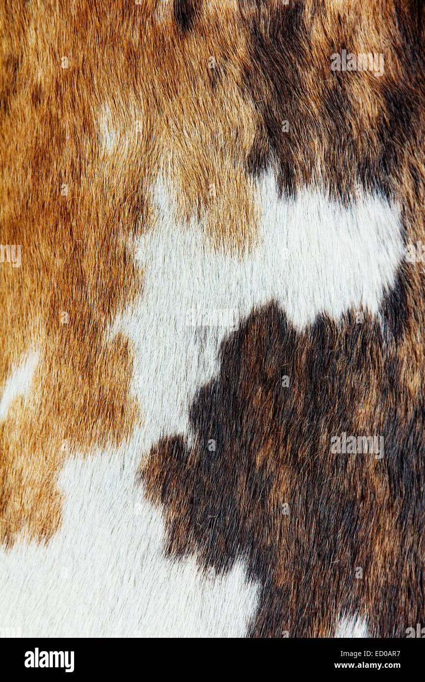 fur skin cowhide dapple background Stock Photo - Alamy