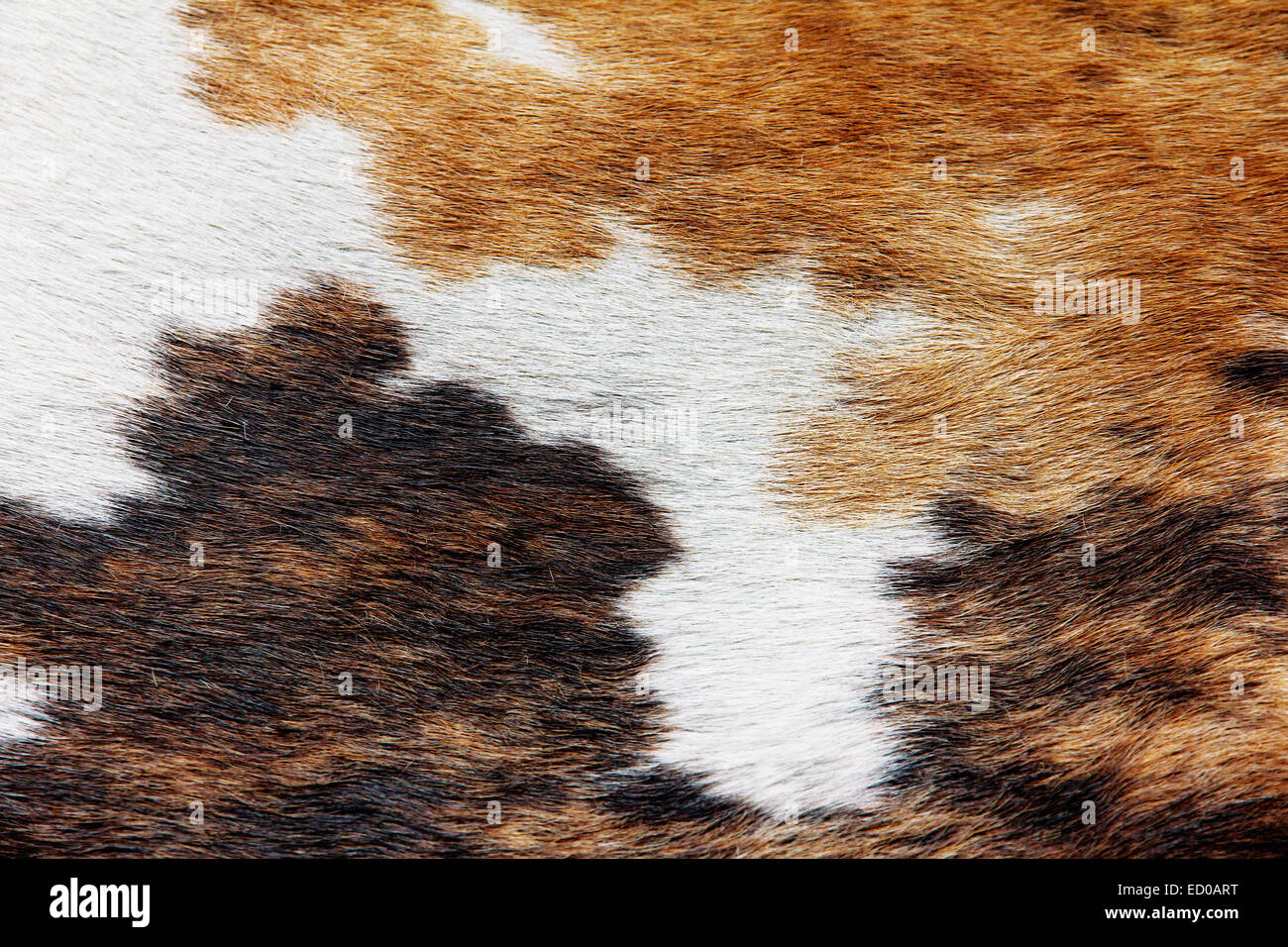 close up of cowhide background Stock Photo - Alamy
