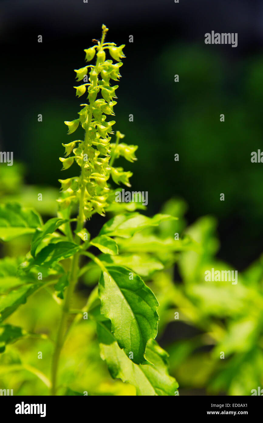 Holy basil hi-res stock photography and images - Alamy