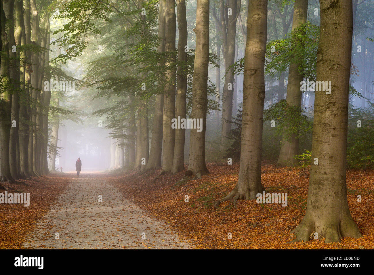 Woman walking in treelined path hi-res stock photography and images - Alamy