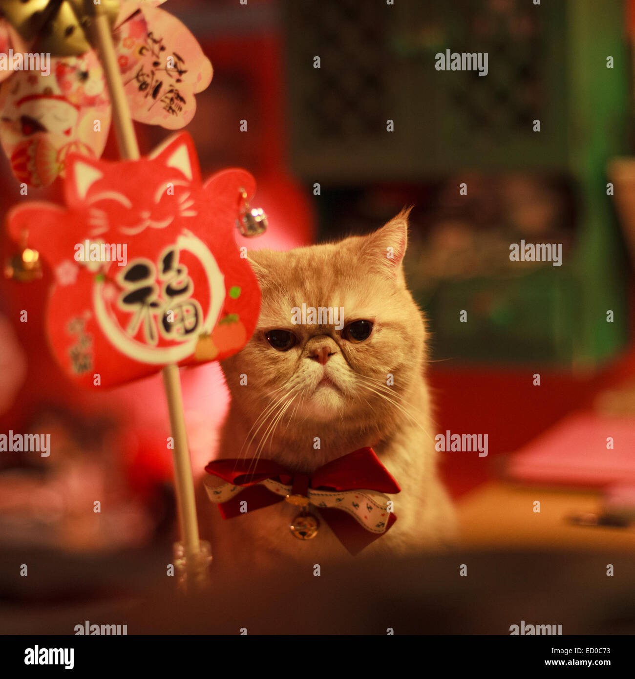 Bowtie hi-res stock photography and images - Alamy