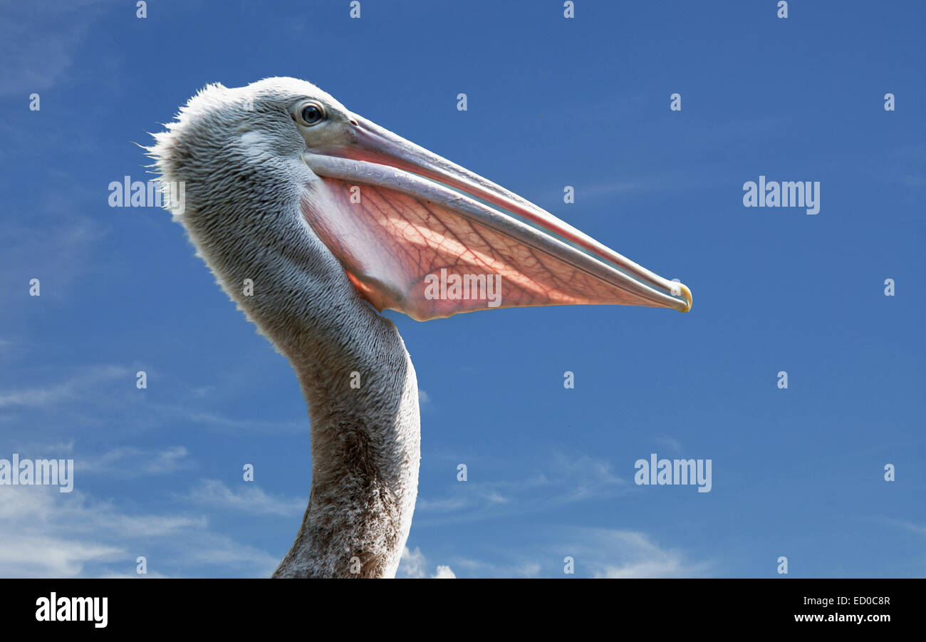 Malaysia, Langkawi, Kedah, Kota Setar, Kangar, Portrait of pelican ...
