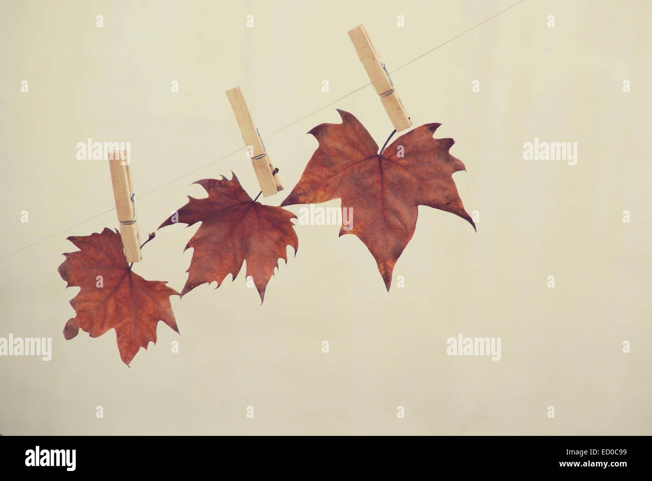 Three autumn leaves hanging with wooden pegs on rope Stock Photo - Alamy